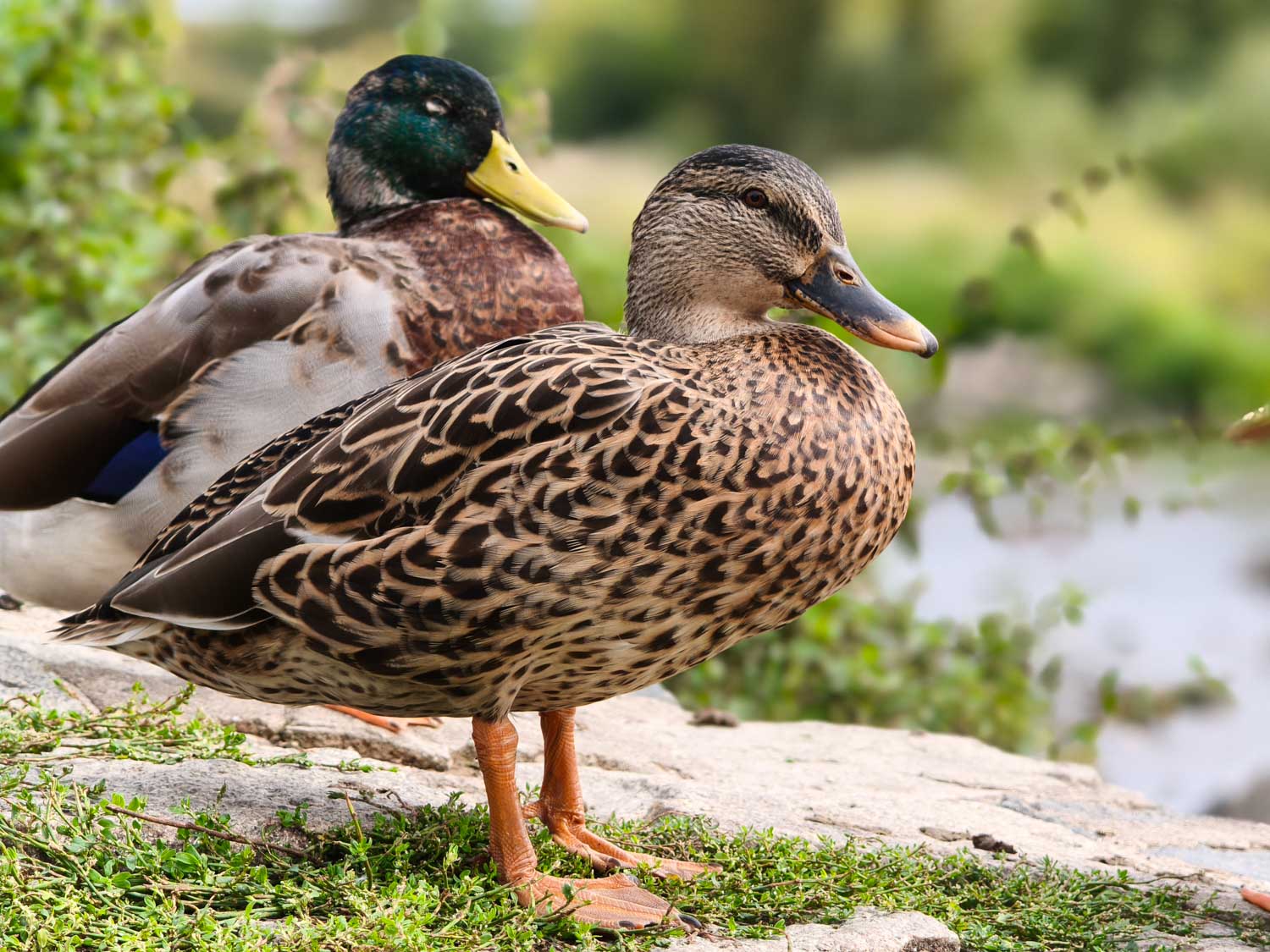 Xiaomi 15T Pro camera review: 200 test photos + video in HDR ...